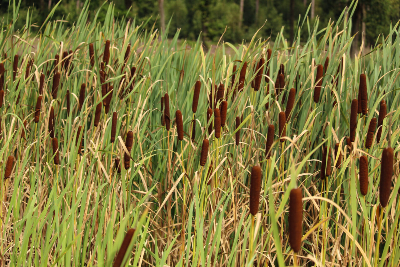 How to Get Rid of Cattails Properly | ILM Environments