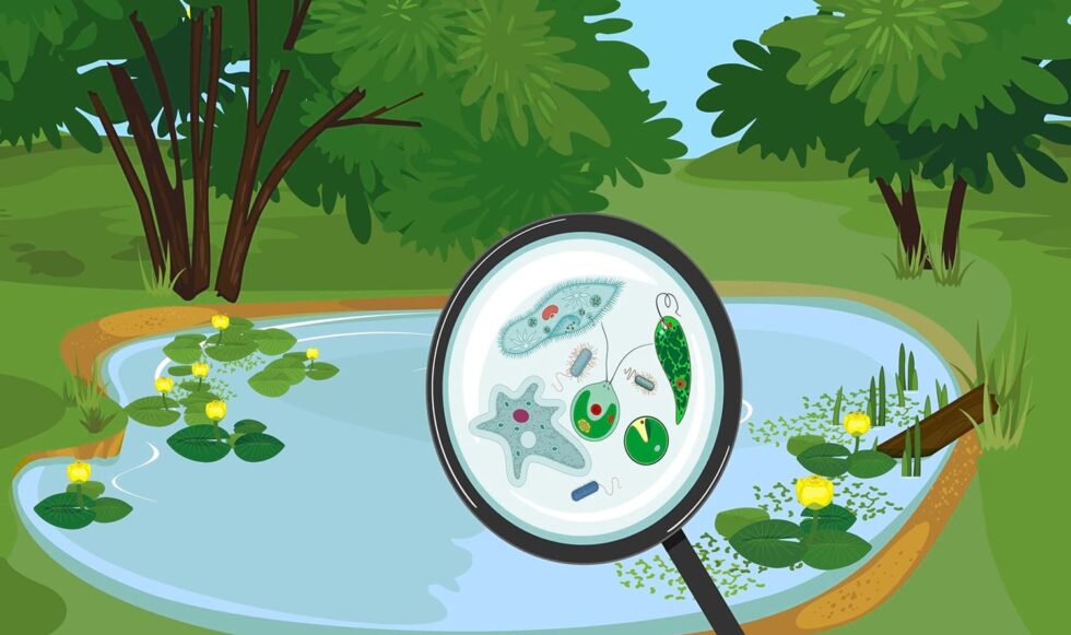 Types of Bacteria in Ponds